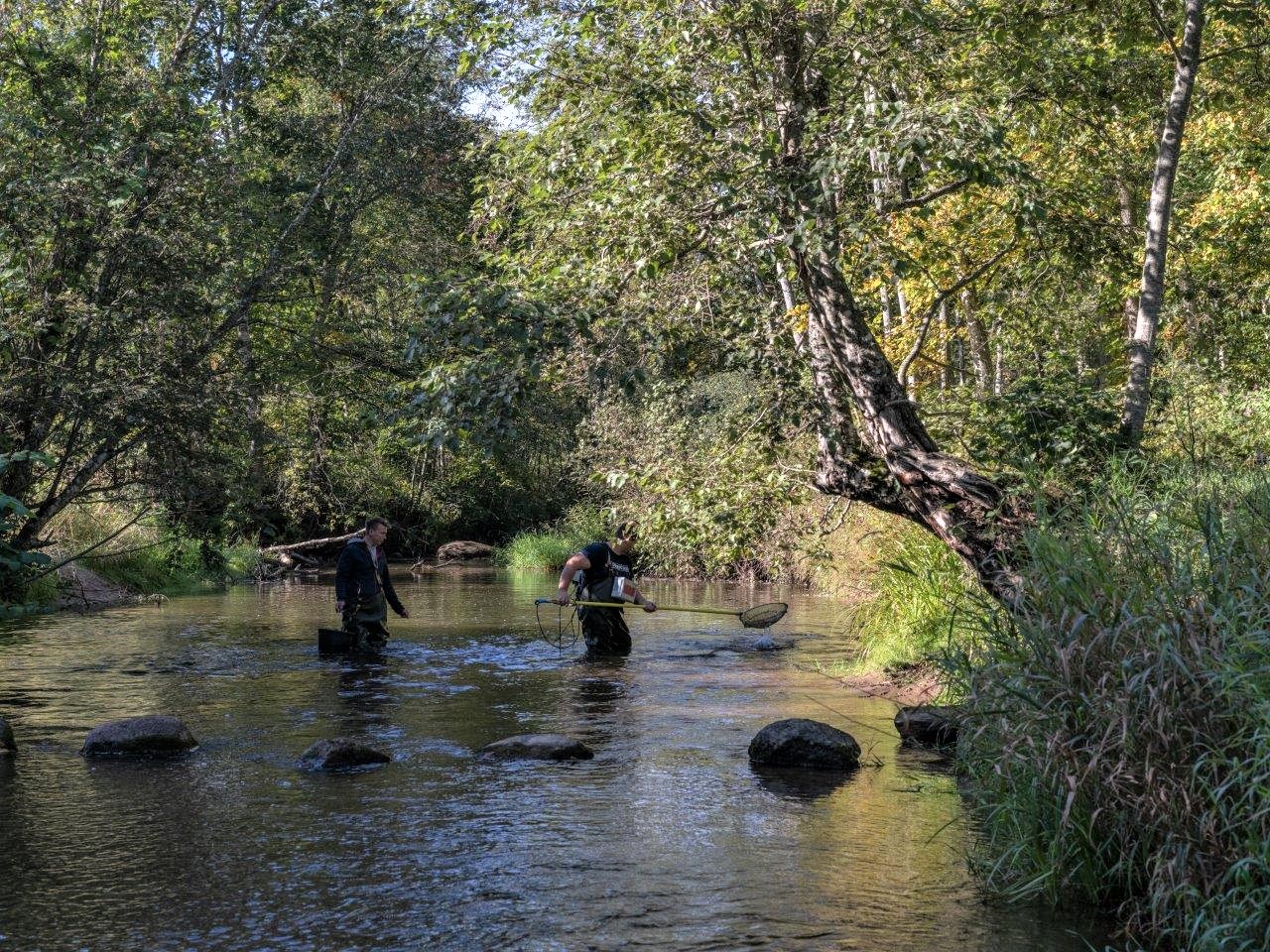 Aicina iesniegt projektus bioloģiskās daudzveidības uzlabošanai ...