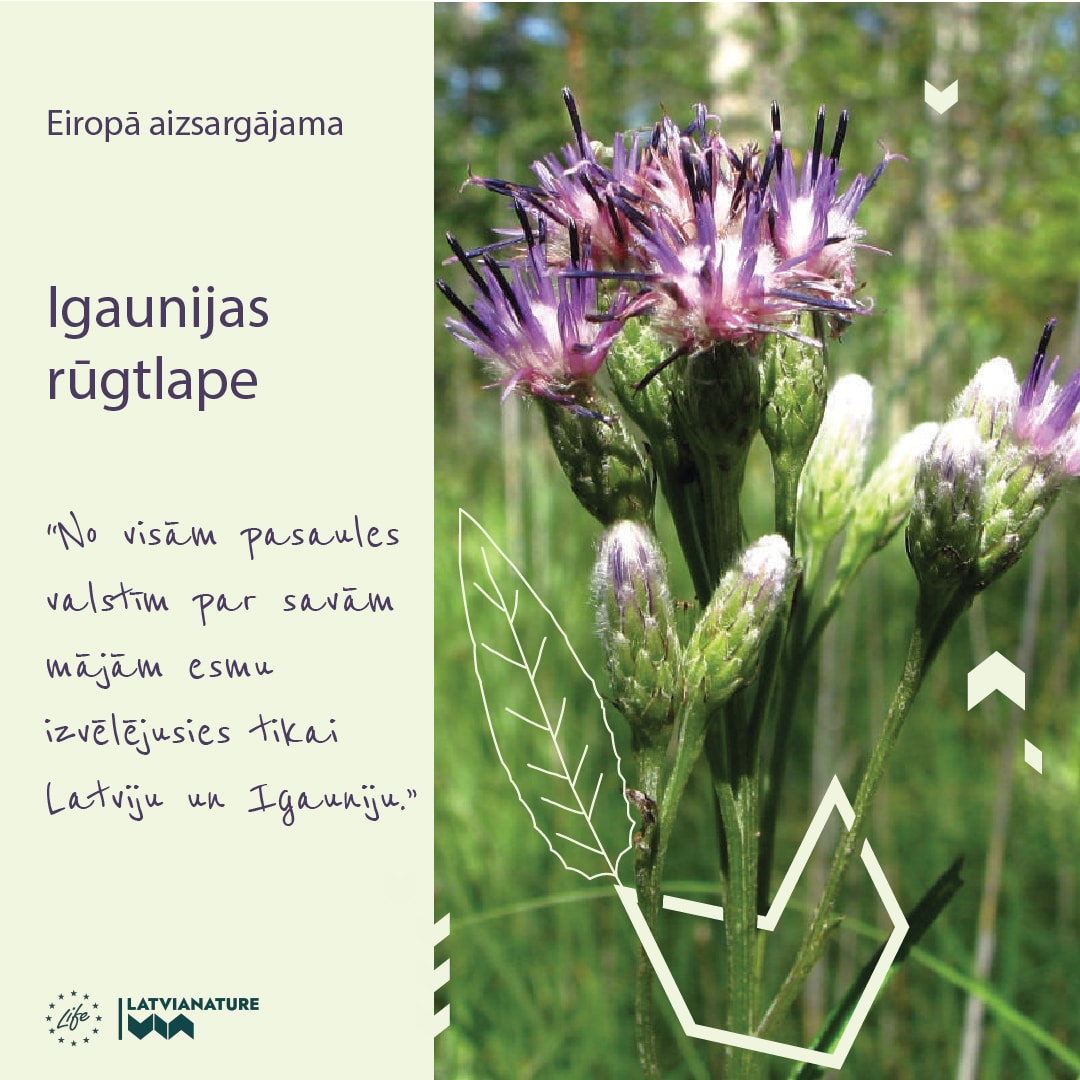 Igaunijas rūgtlape - LatViaNature