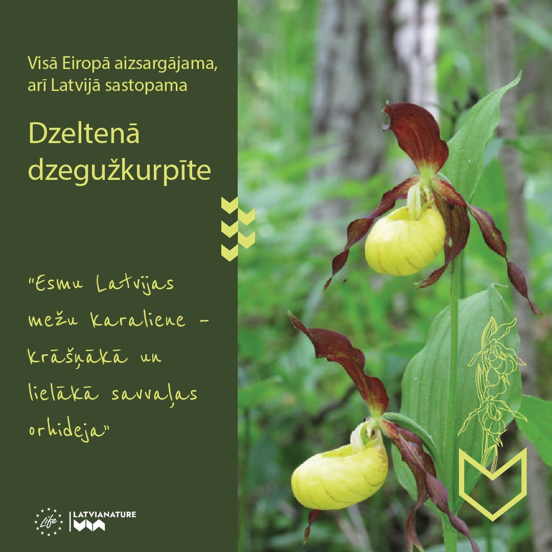 Dzeltenā dzegužkurpīte - LatViaNature