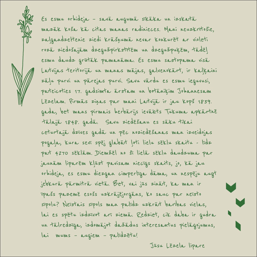 Lēzela lipare - LatViaNature