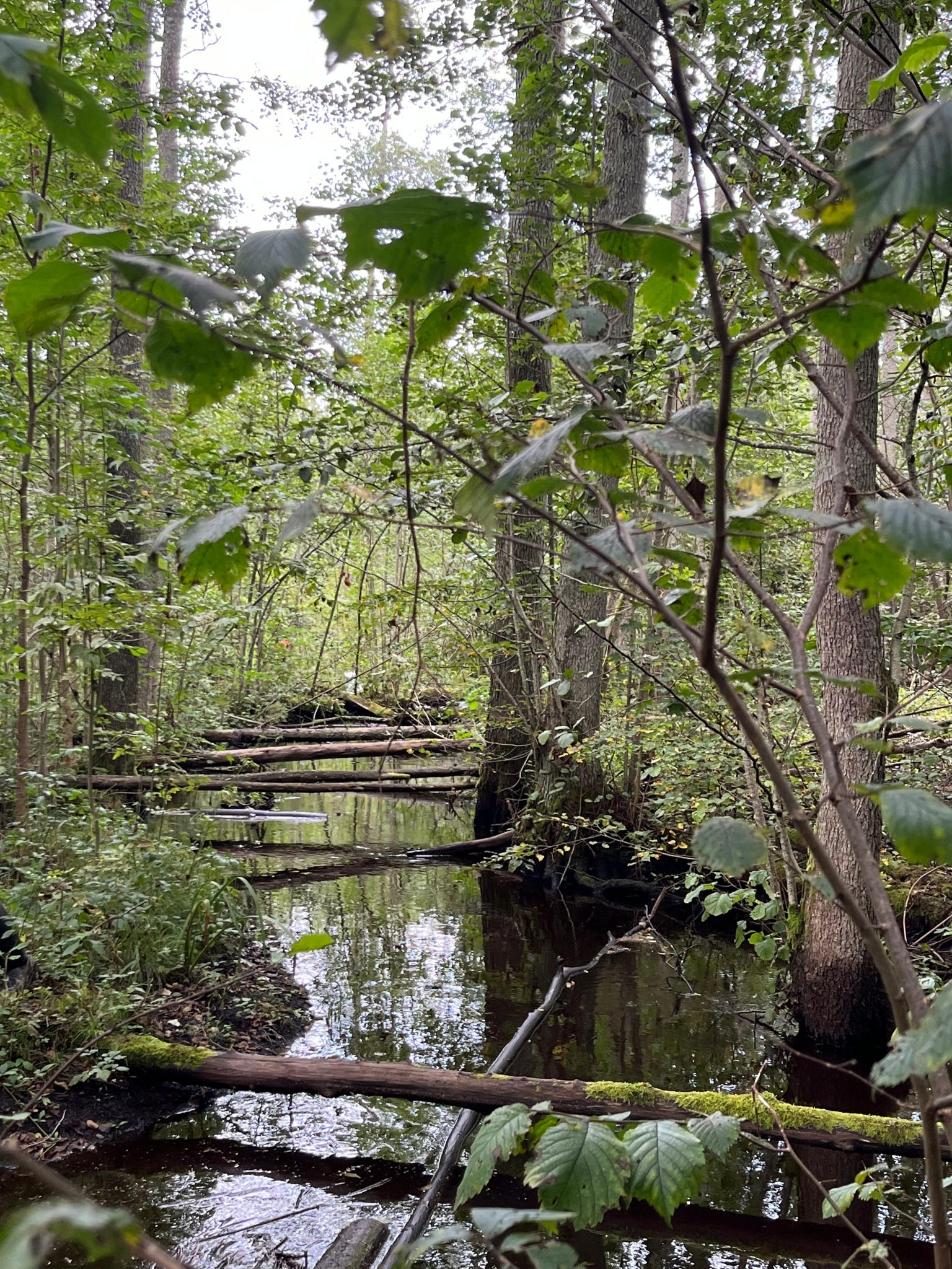 Vēršupītes talka - LatViaNature